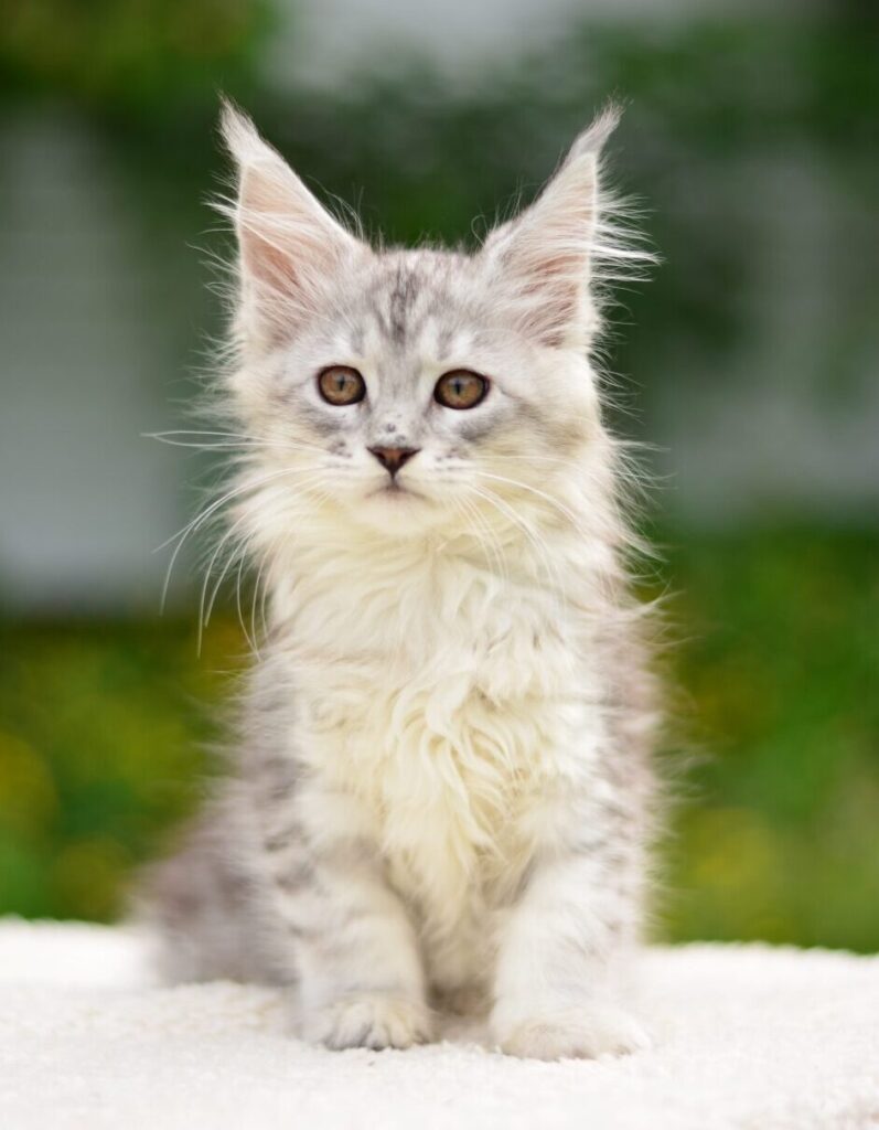 Maine coon kittens